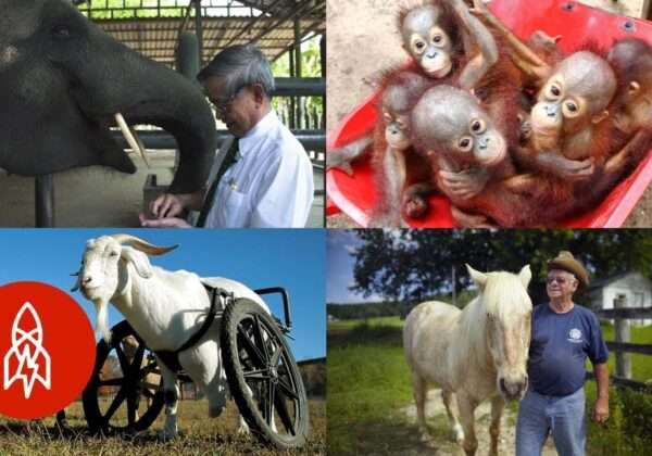 People Helping Animals - ELT Buzz Video Lessons