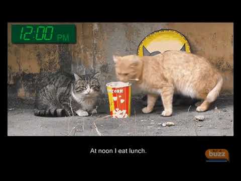 A Cat's Life. Routines. - ELT Buzz Video Lessons