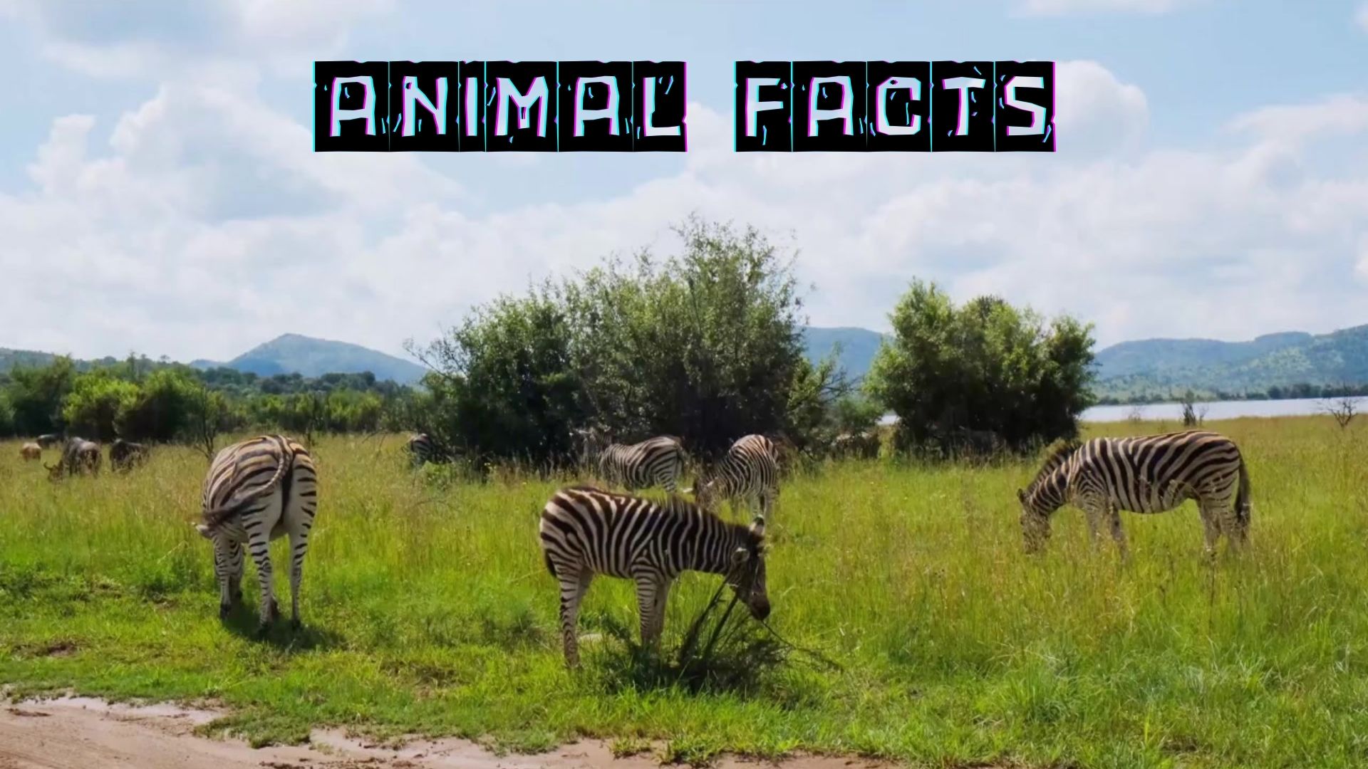Animal Facts - ELT Buzz Video Lessons