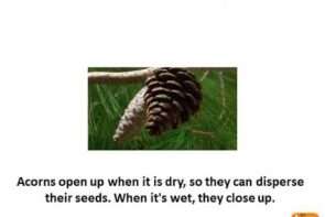 Symmetry - NPR. - ELT Buzz Video Lessons