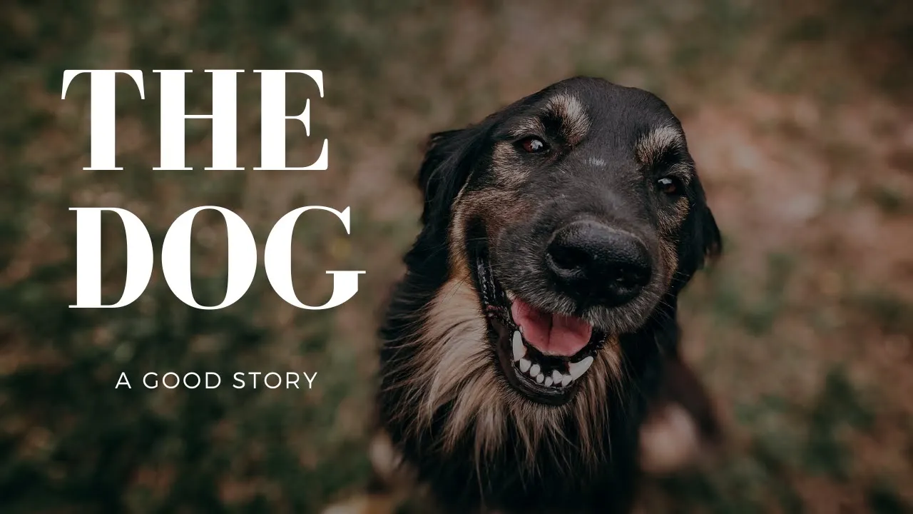 The Dog - ELT Buzz Video Lessons
