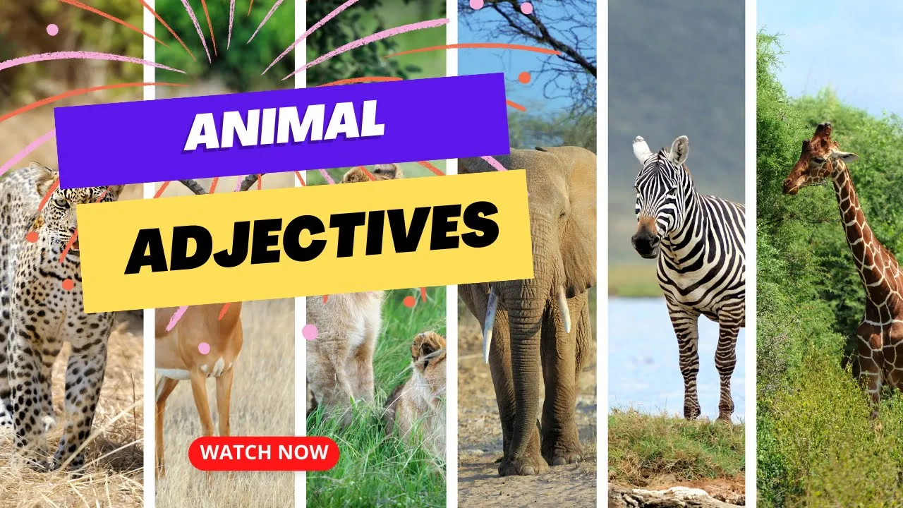 Animal Adjectives - ELT Buzz Video Lessons