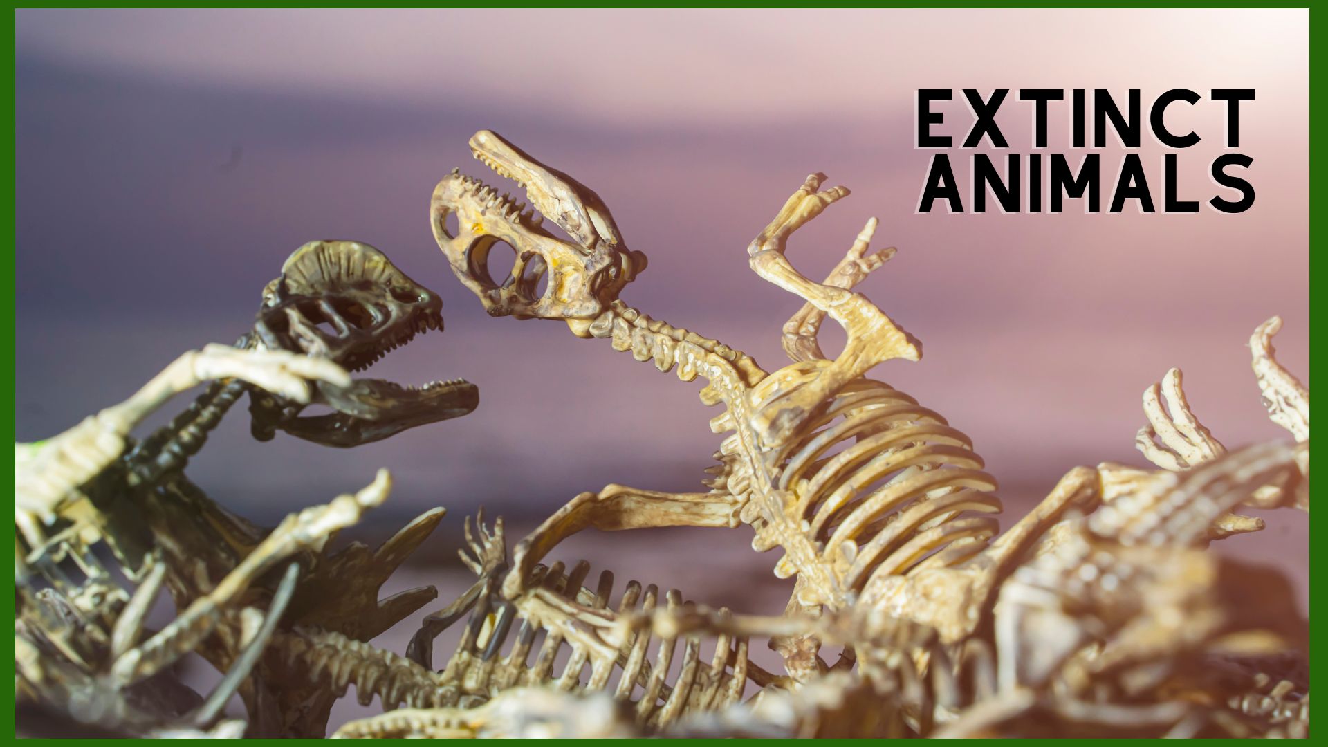 Extinct Animals - ELT Buzz Video Lessons