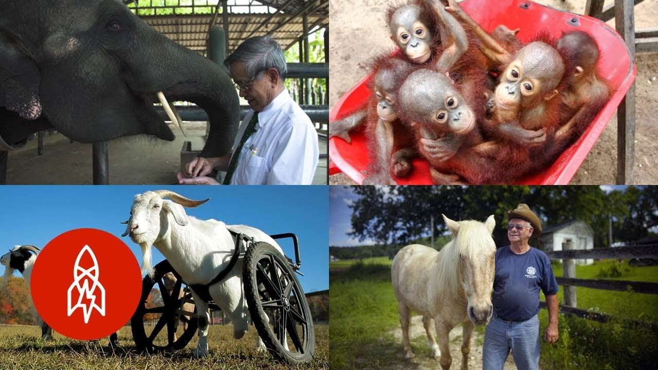 5 Animal - Human Stories - ELT Buzz Video Lessons