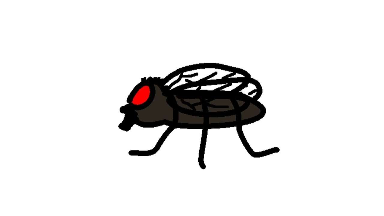 The Housefly - ELT Buzz Video Lessons