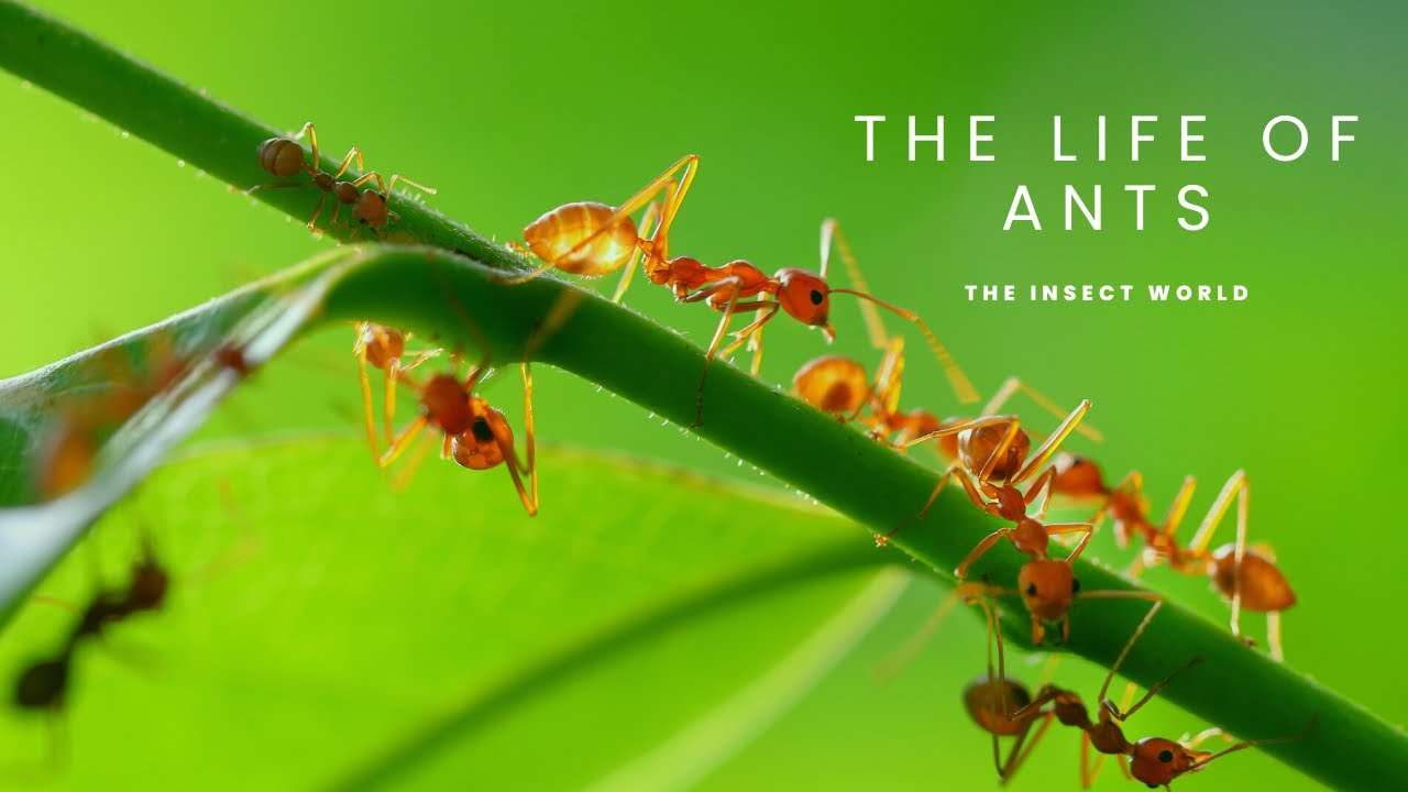 The Life Of Ants - ELT Buzz Video Lessons
