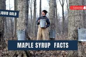 The Elephant Song - Animals - ELT Buzz Video Lessons