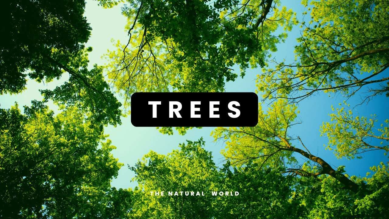 Trees - ELT Buzz Video Lessons