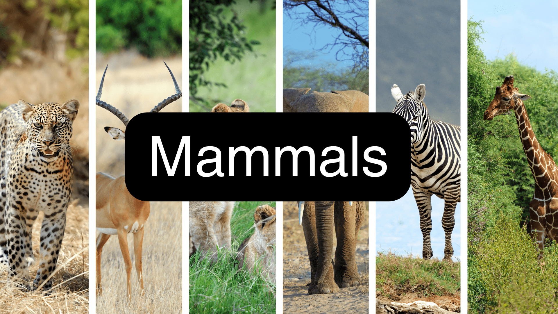 Mammals - ELT Buzz Video Lessons