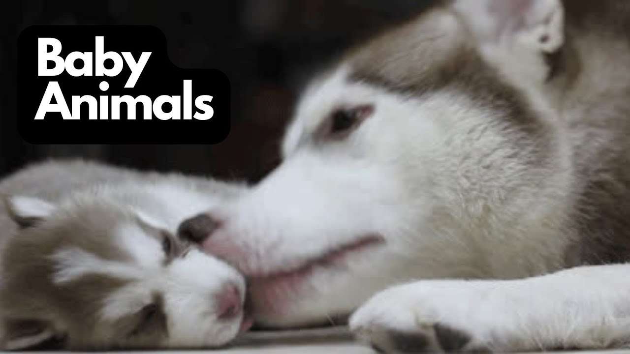 Baby Animals - ELT Buzz Video Lessons