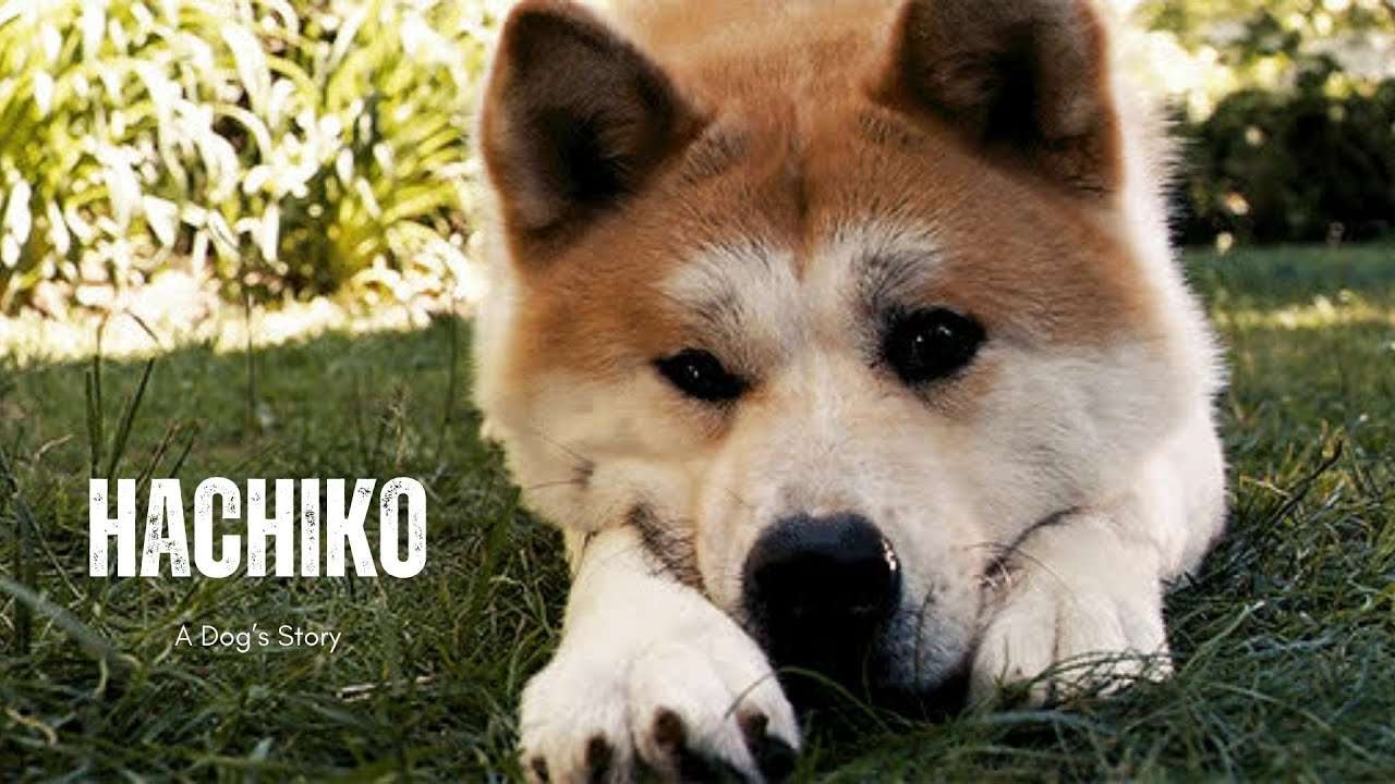 Hachiko. A Dog's Story - ELT Buzz Video Lessons