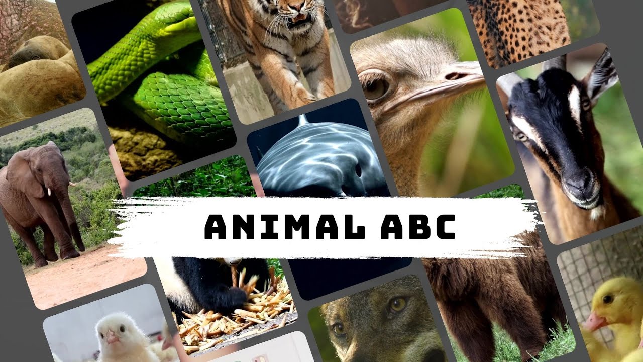 Animal ABCs - ELT Buzz Video Lessons