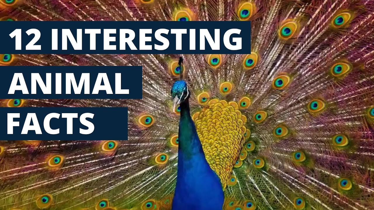 Animal Facts - ELT Buzz Video Lessons