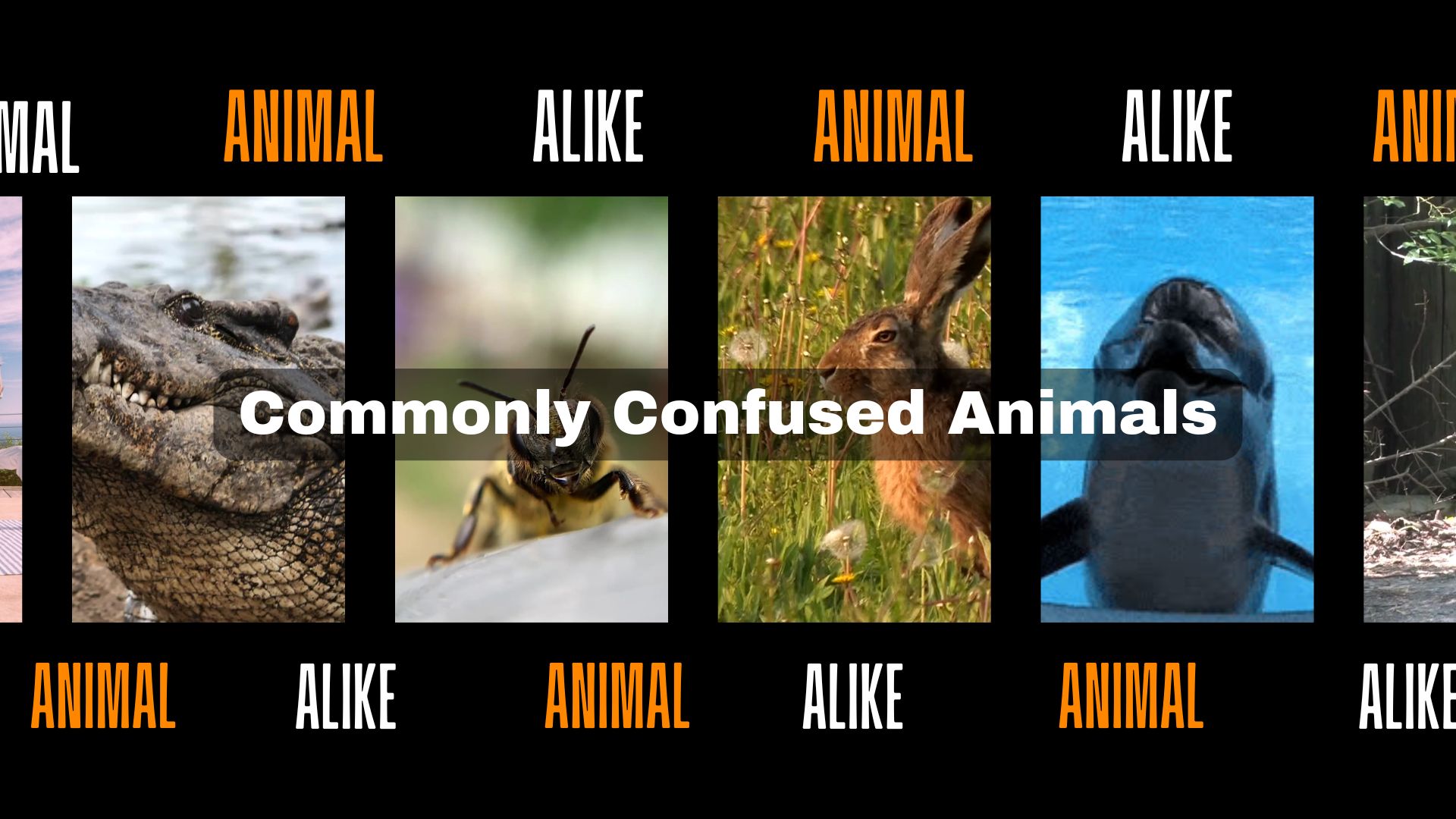 Animals Alike - ELT Buzz Video Lessons